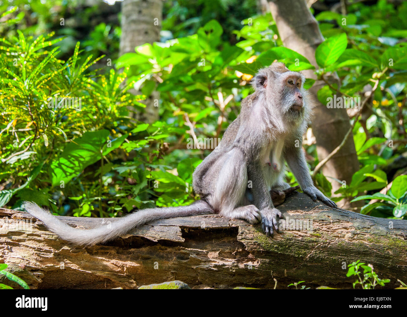 monkey in the jungle Stock Photo - Alamy