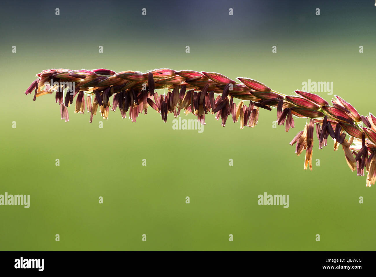 Tassel zea mays inflorescence male hi-res stock photography and images ...