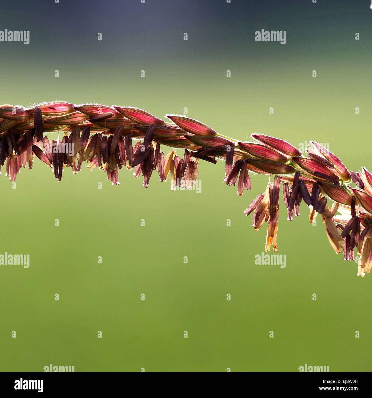 Tassel zea mays inflorescence male hi-res stock photography and images ...