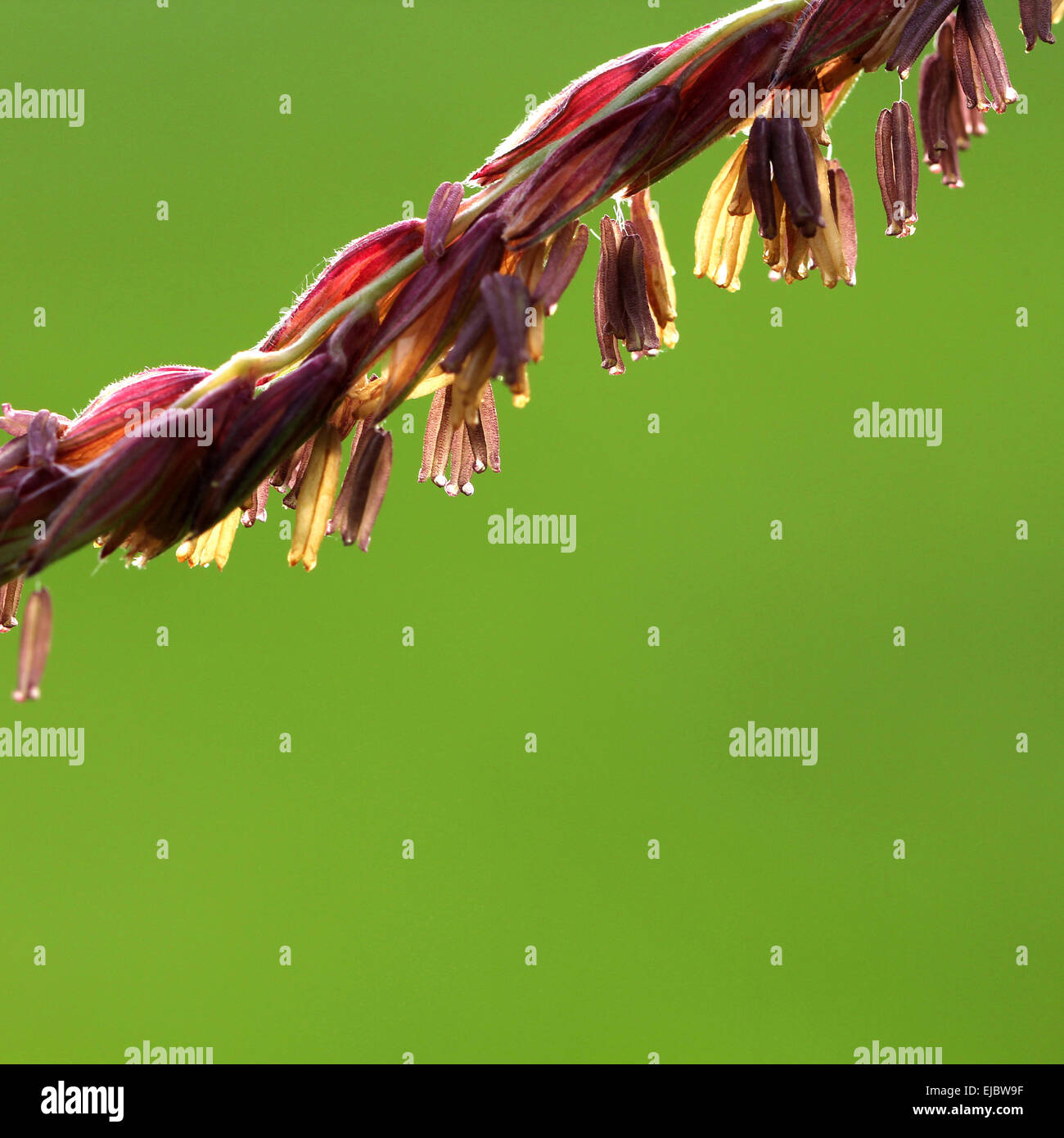 Zea mays flowers hi-res stock photography and images - Alamy