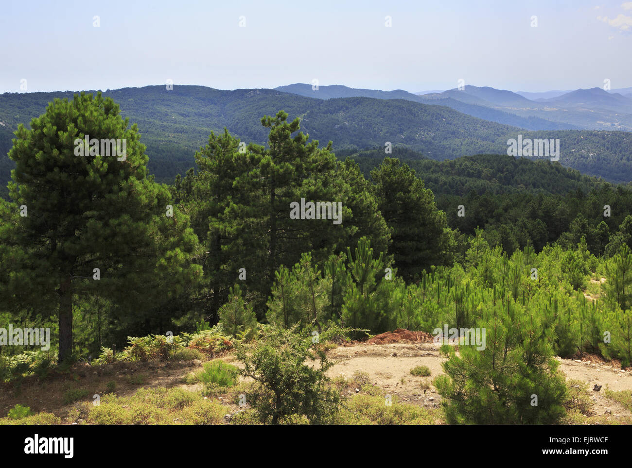 Trees on a mountain hi-res stock photography and images - Alamy