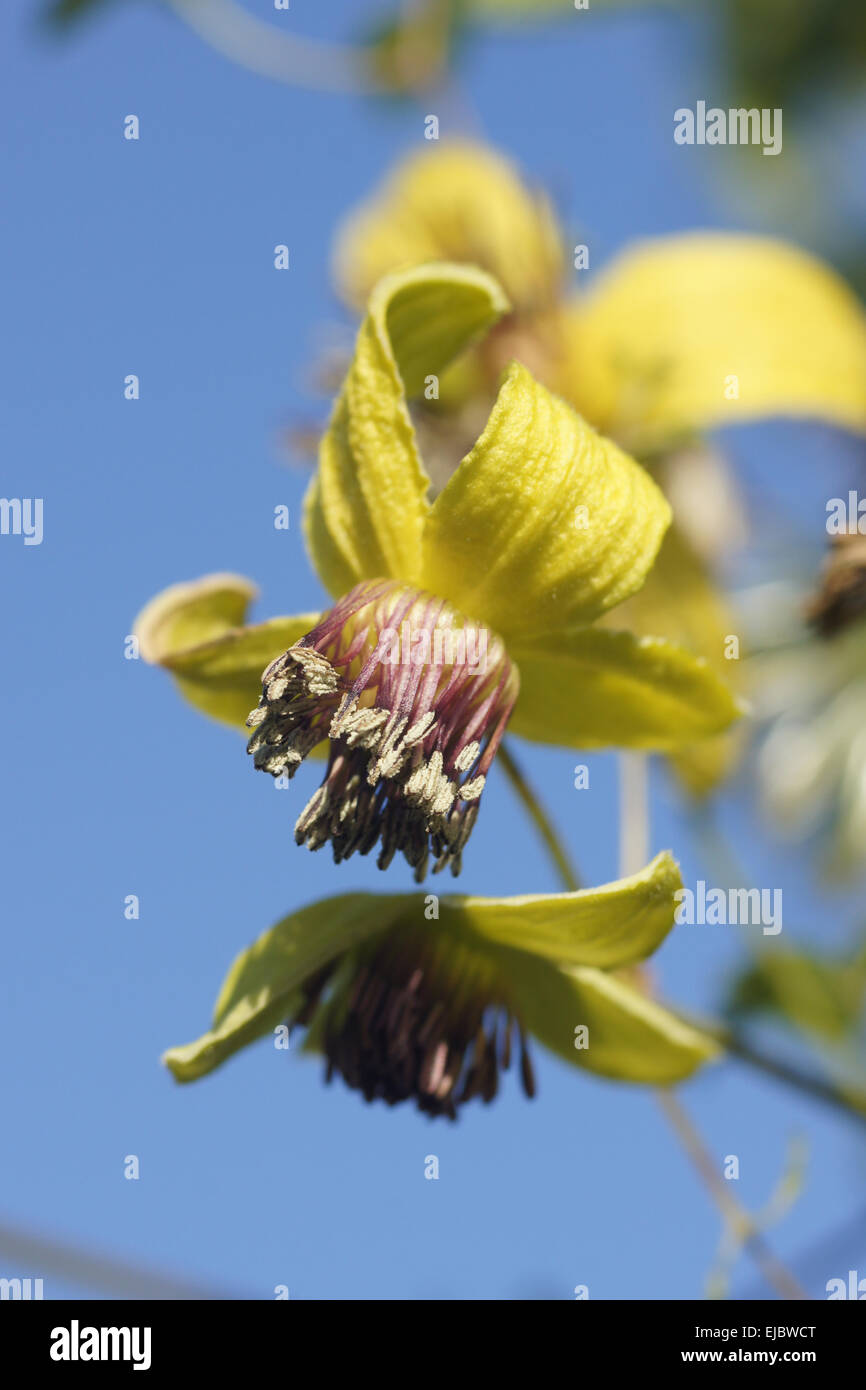 Clematis farben hi-res stock photography and images - Alamy