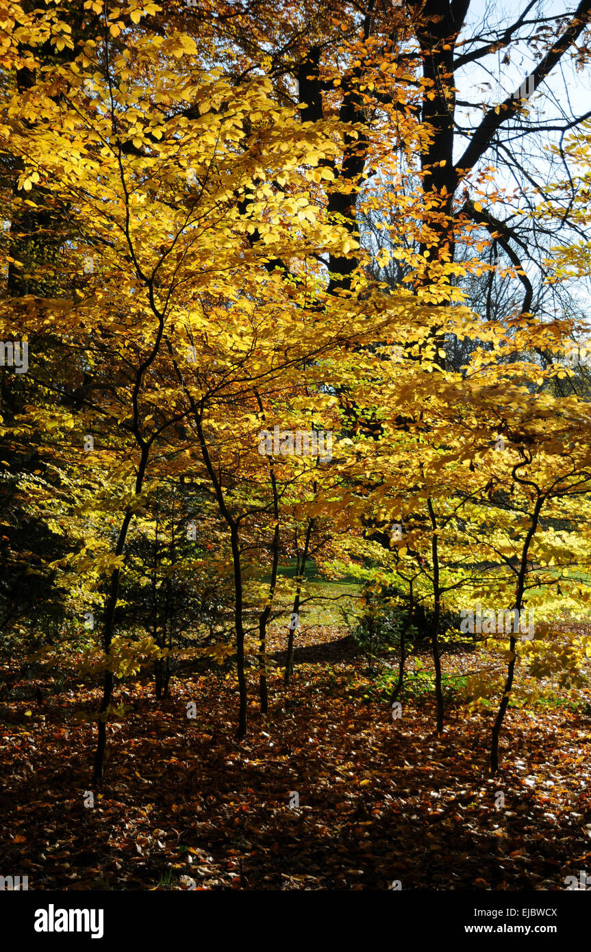 Autumn beech beech tree blatter buche buchen hi-res stock photography ...