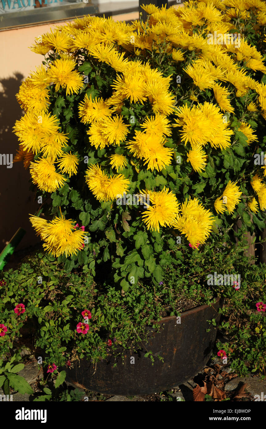 Marguerite leaves hi-res stock photography and images - Alamy