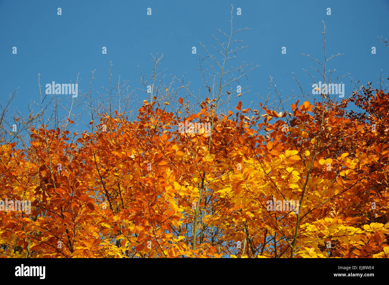 Autumn beech beech tree blatter buche buchen hi-res stock photography ...