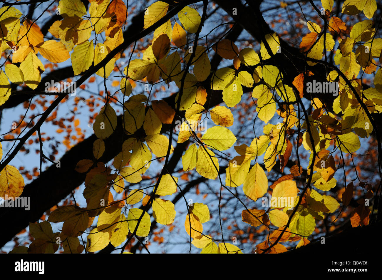 Indian Beech Tree High Resolution Stock Photography and Images - Alamy
