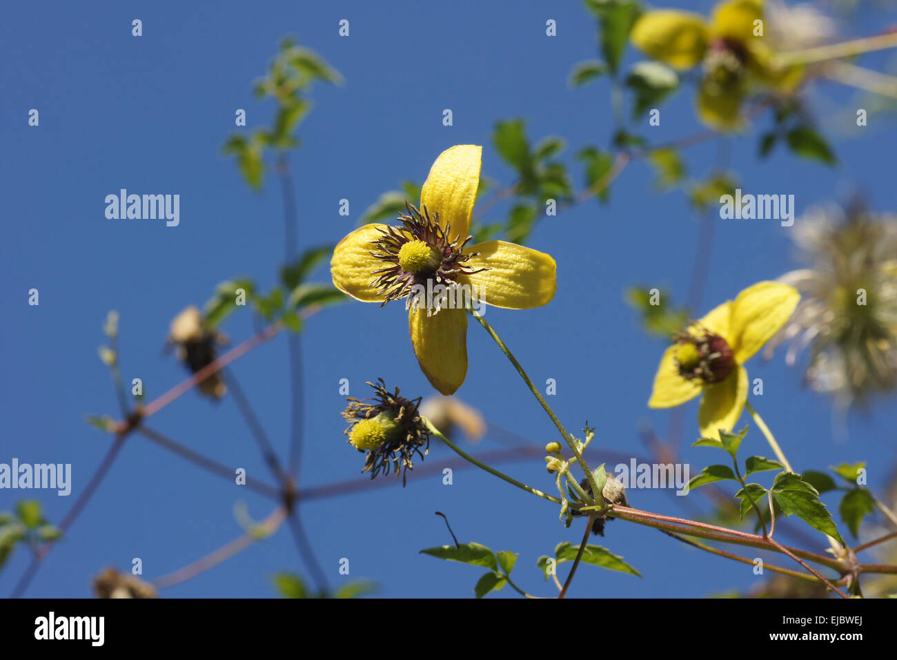 Golden clematis hi-res stock photography and images - Alamy