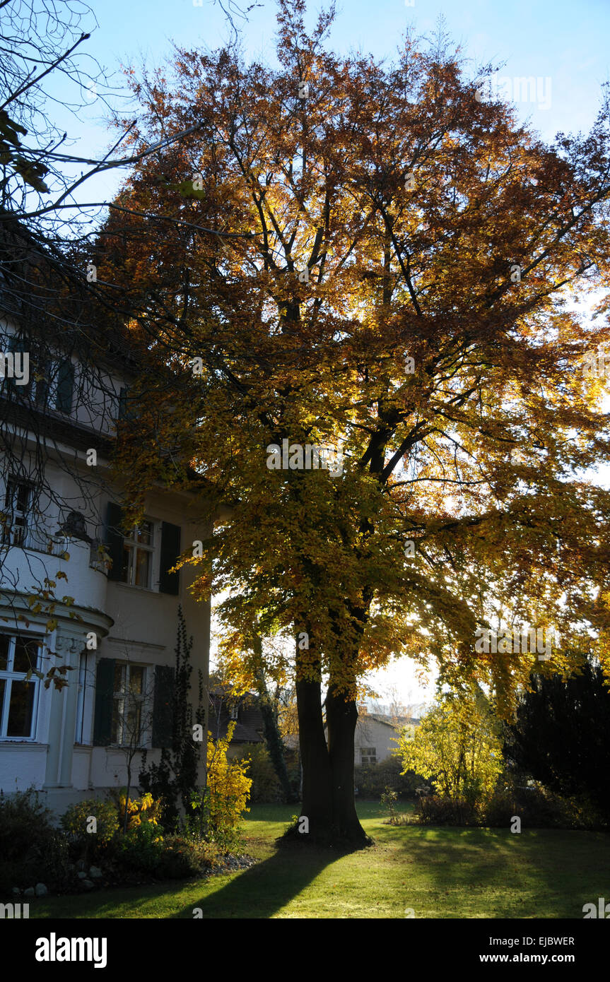 Autumn beech beech tree blatter buche buchen hi-res stock photography ...