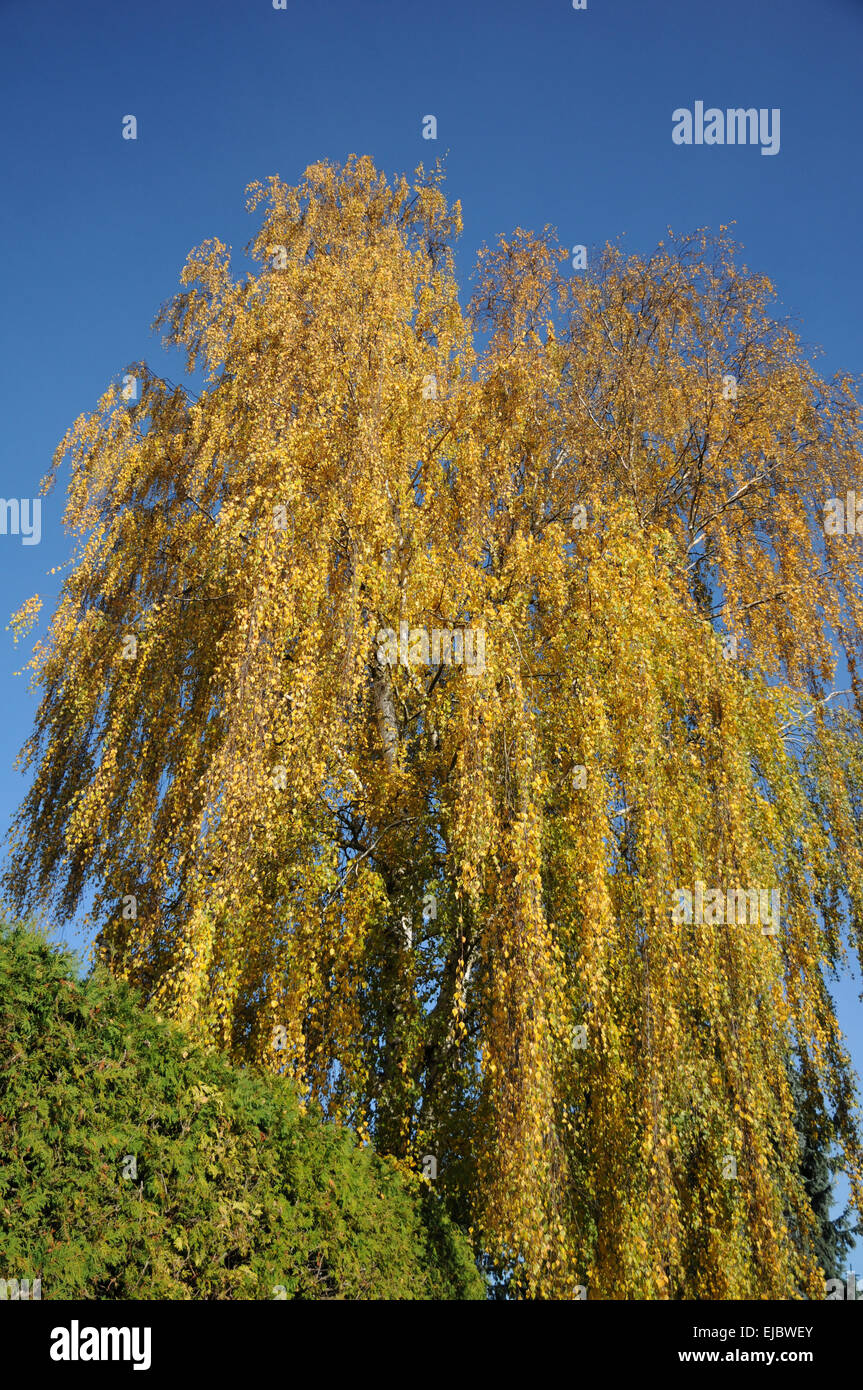 Silberbirke hi-res stock photography and images - Alamy