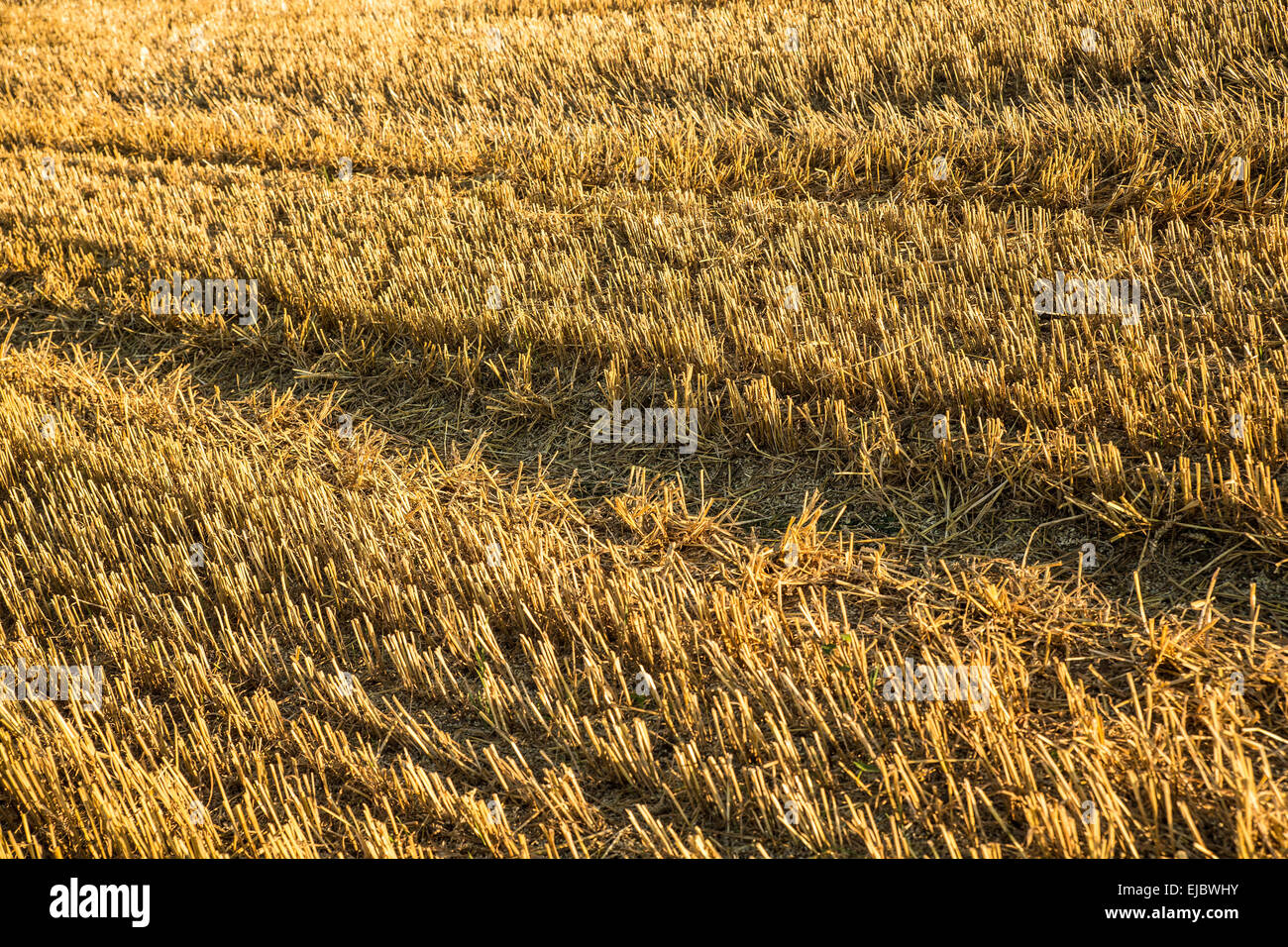 Harvested field background Stock Photo - Alamy