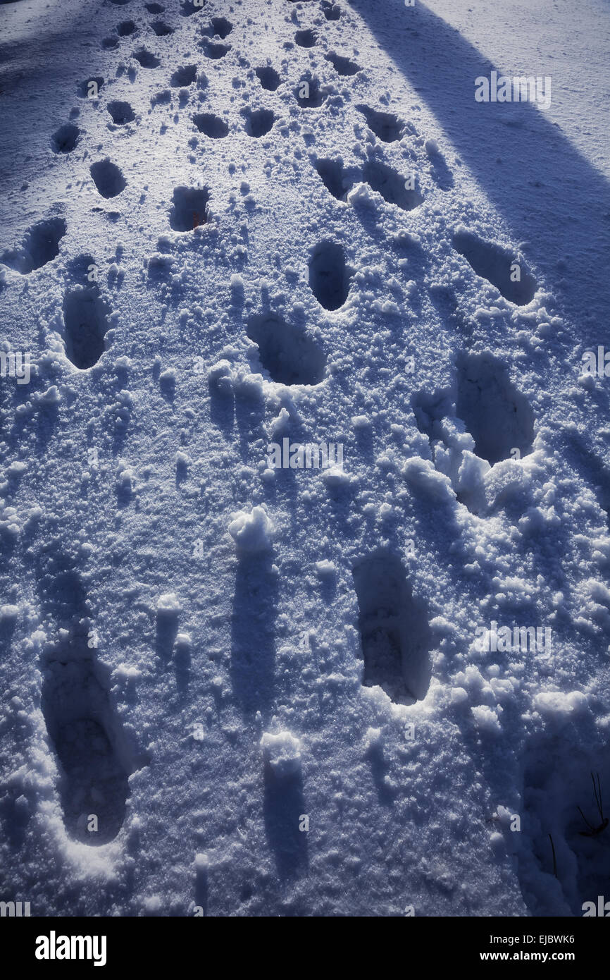many footprints in the snow Stock Photo - Alamy