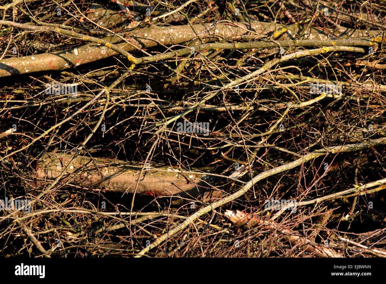 Stock baum fotos hi-res stock photography and images - Alamy