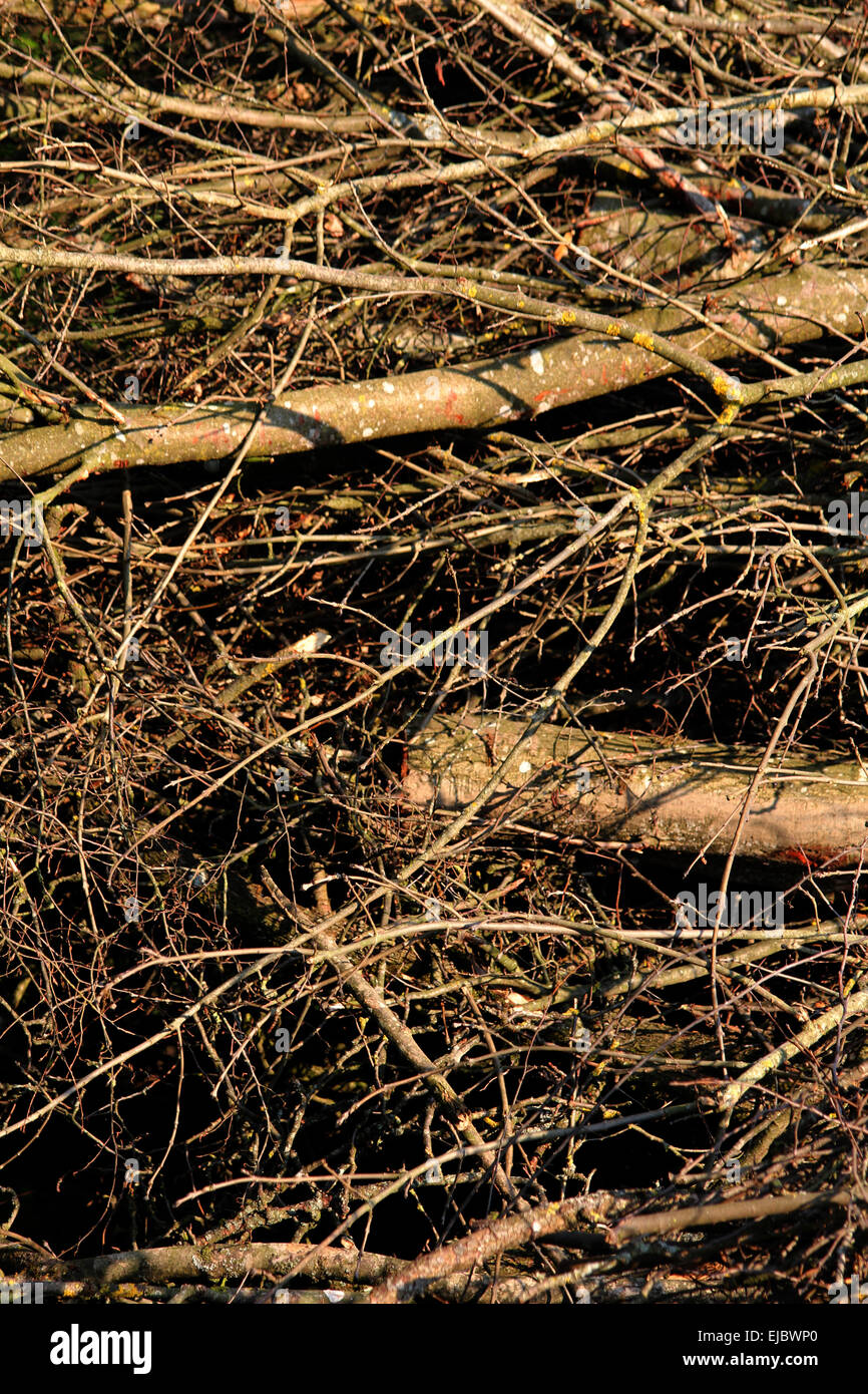 Stock baum fotos hi-res stock photography and images - Alamy
