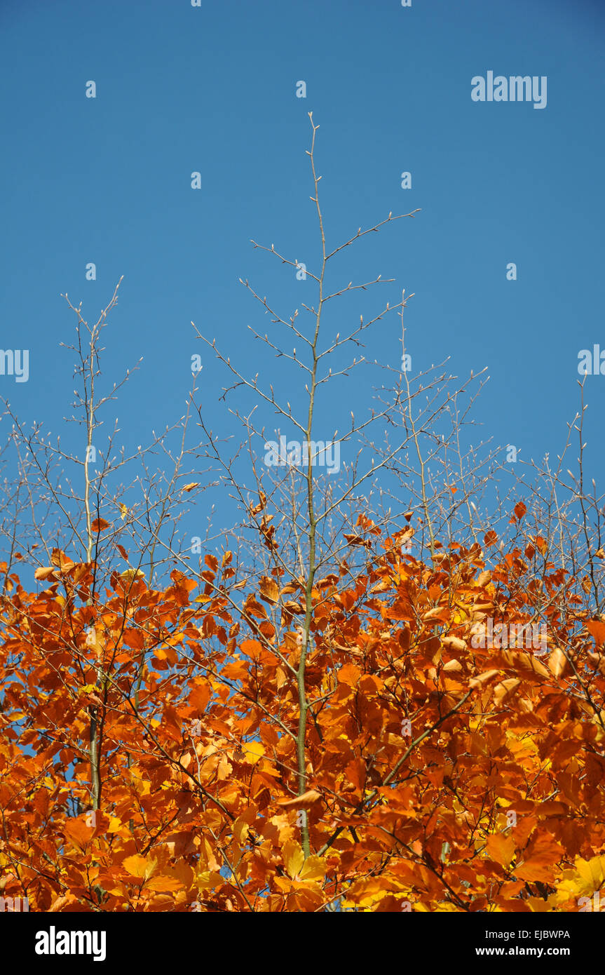 Autumn beech beech tree blatter buche buchen hi-res stock photography ...