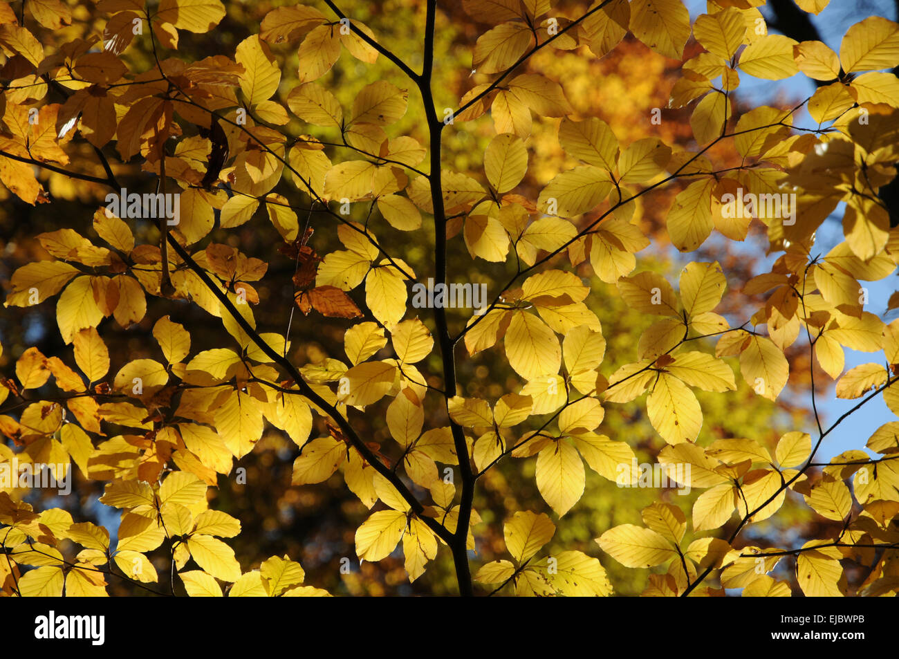 Autumn beech beech tree blatter buche buchen hi-res stock photography ...