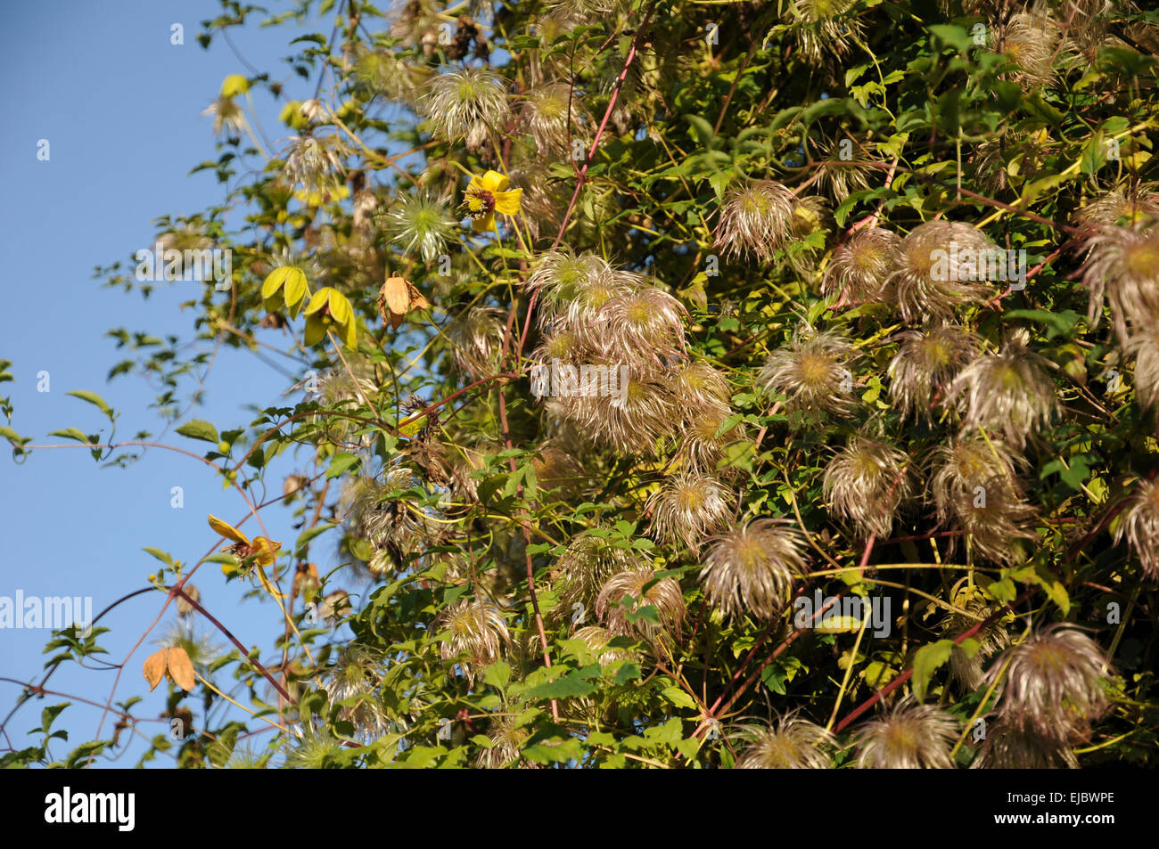 Gelbe clematis hi-res stock photography and images - Alamy