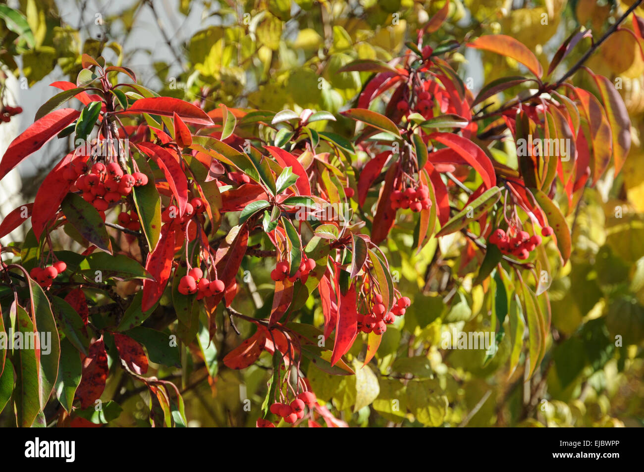Stranvaesia davidiana leaves flowers hi-res stock photography and ...