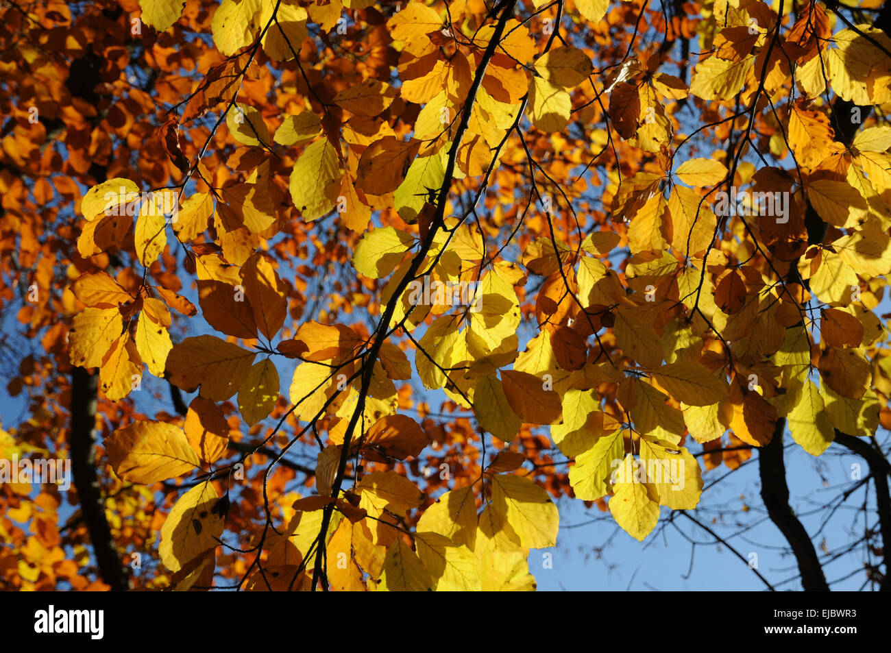 Autumn beech beech tree blatter buche buchen hi-res stock photography ...