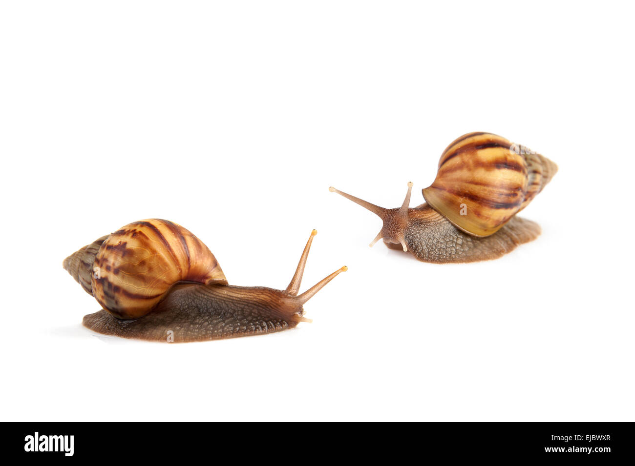 Garden snail isolated on white background Stock Photo - Alamy