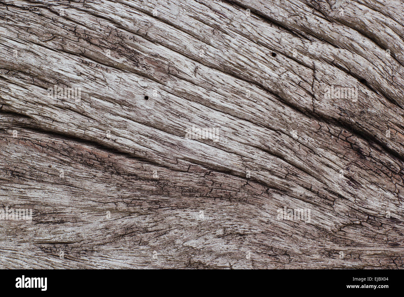 Old tree bark as texture Stock Photo - Alamy