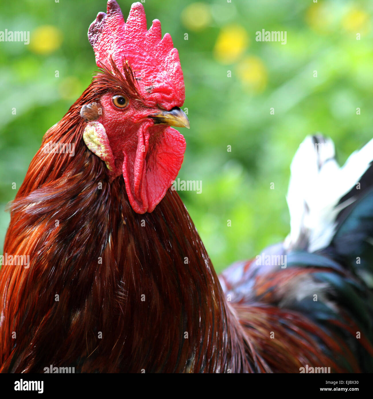 Colourful rooster hi-res stock photography and images - Alamy