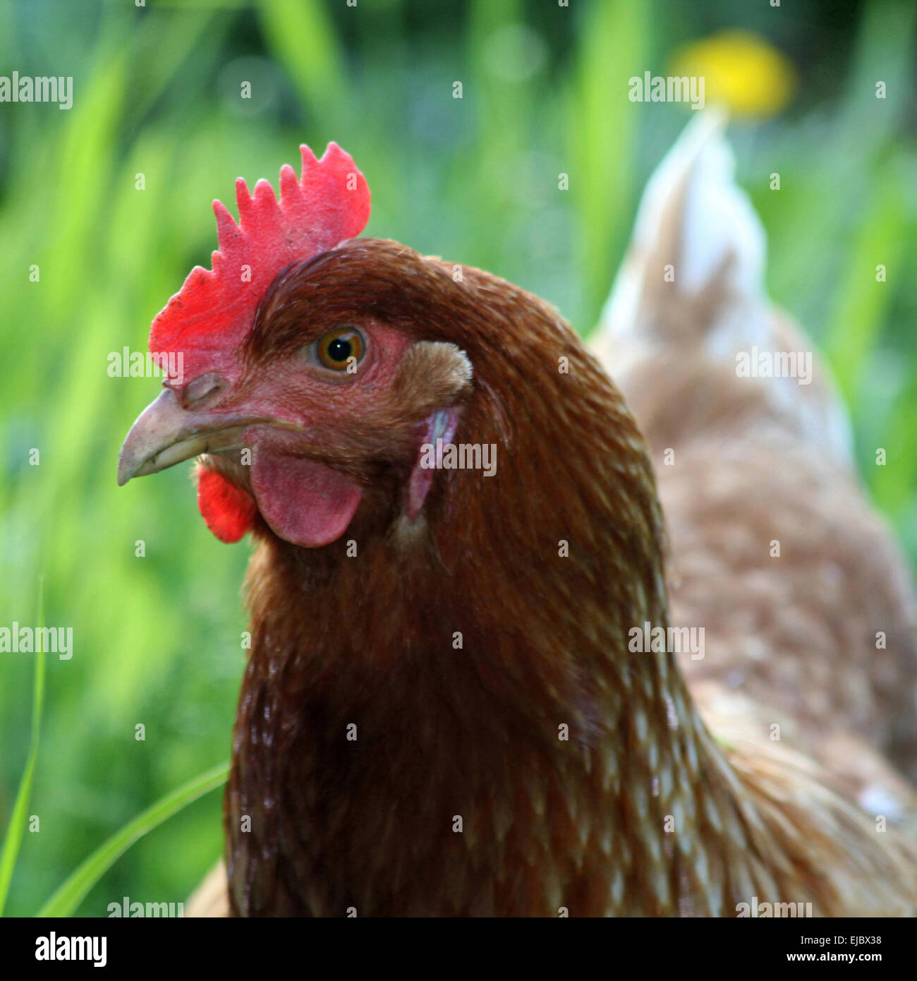 Huhnerauge hi-res stock photography and images - Alamy