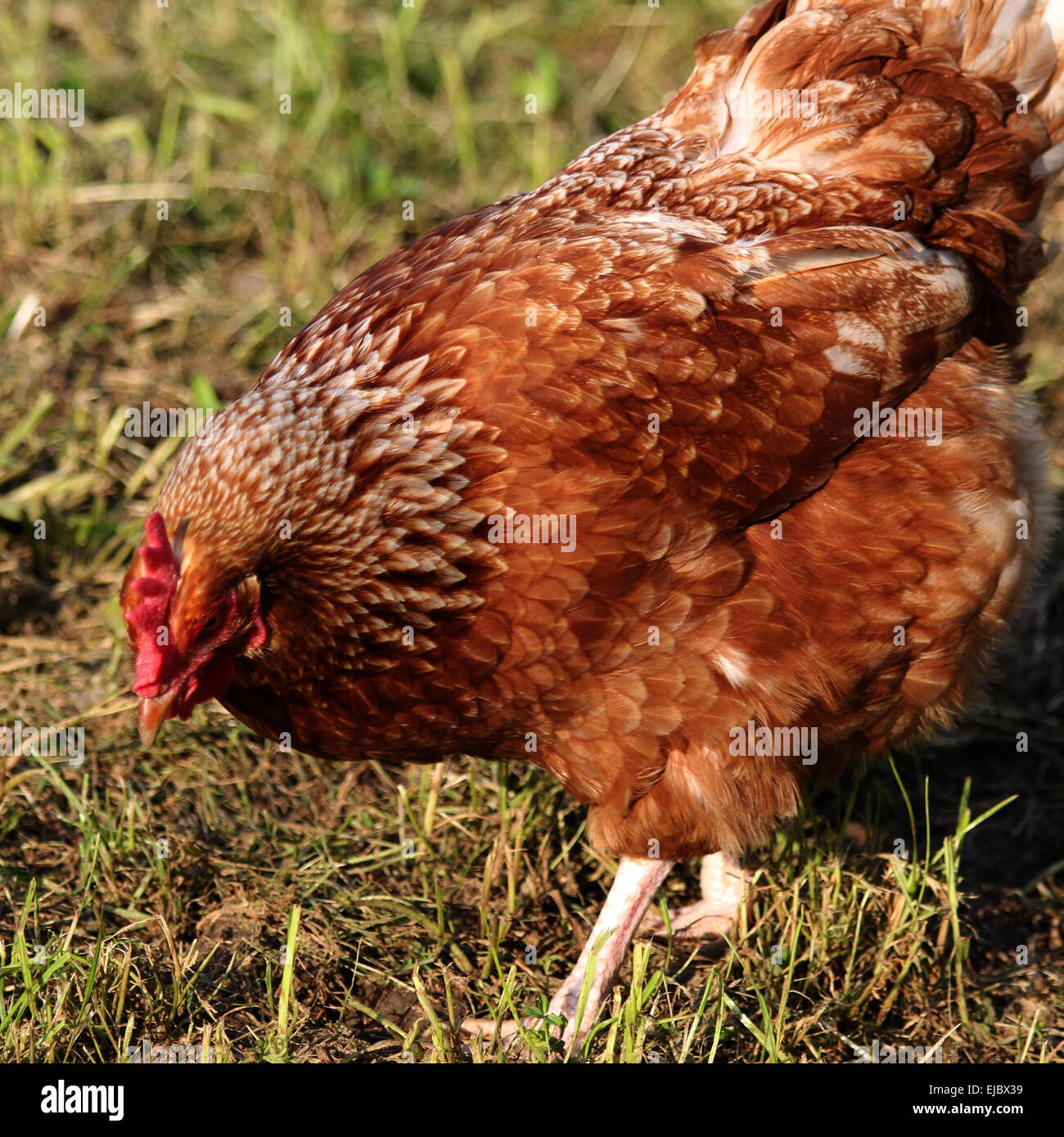 Shiny hen hi-res stock photography and images - Alamy