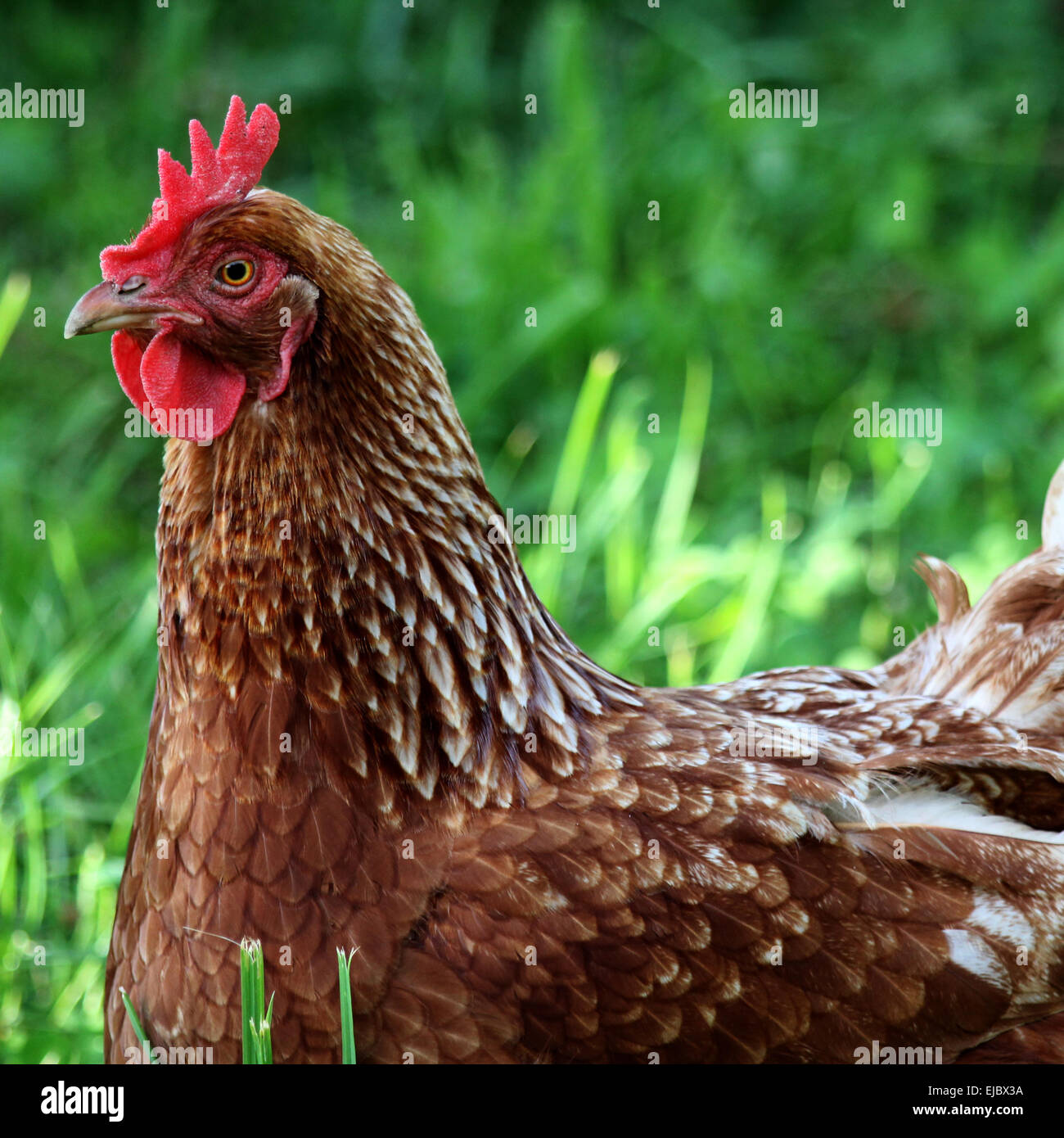 Shiny hen hi-res stock photography and images - Alamy