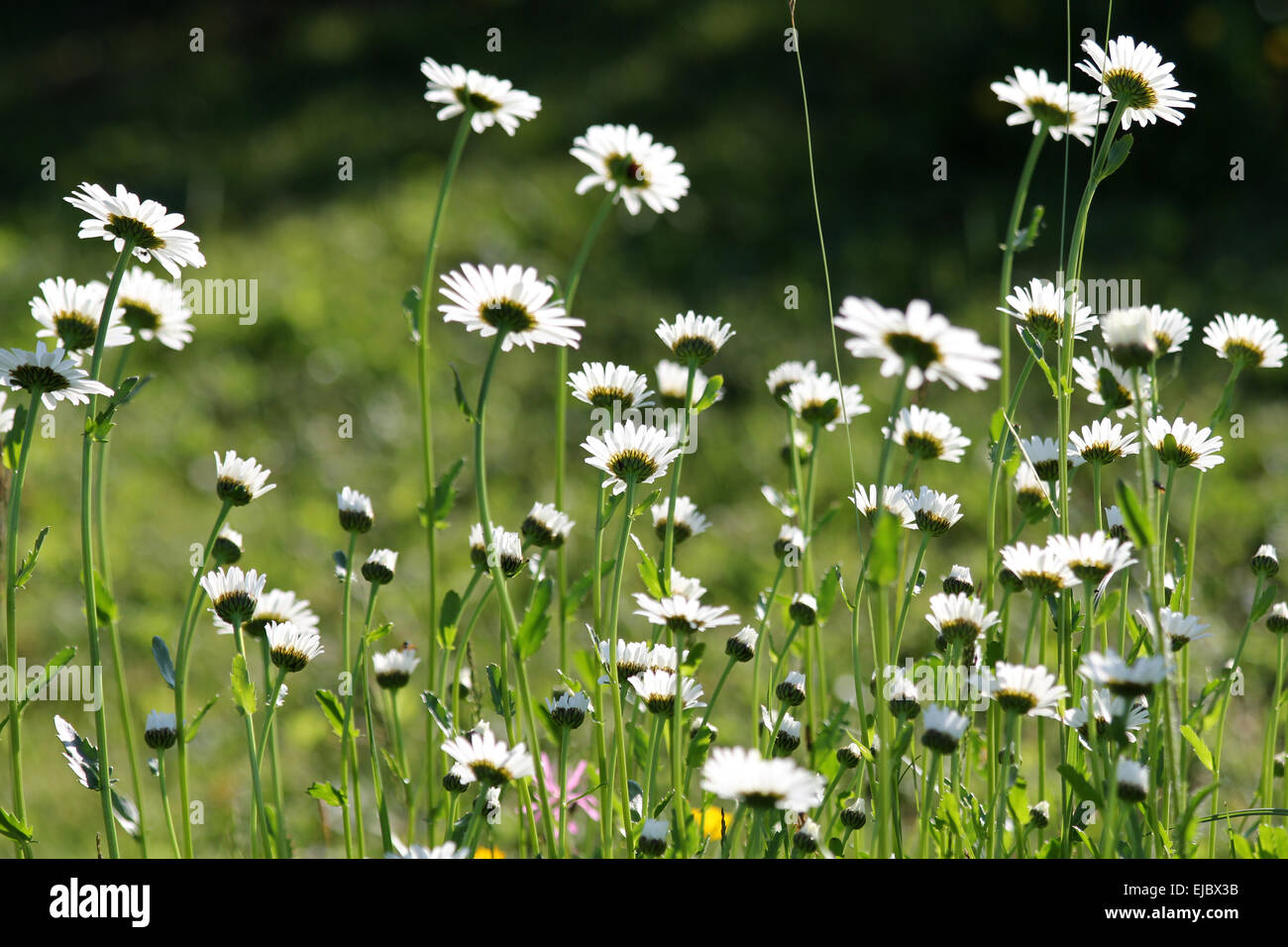 Ox Eye Oxeye High Resolution Stock Photography and Images - Alamy