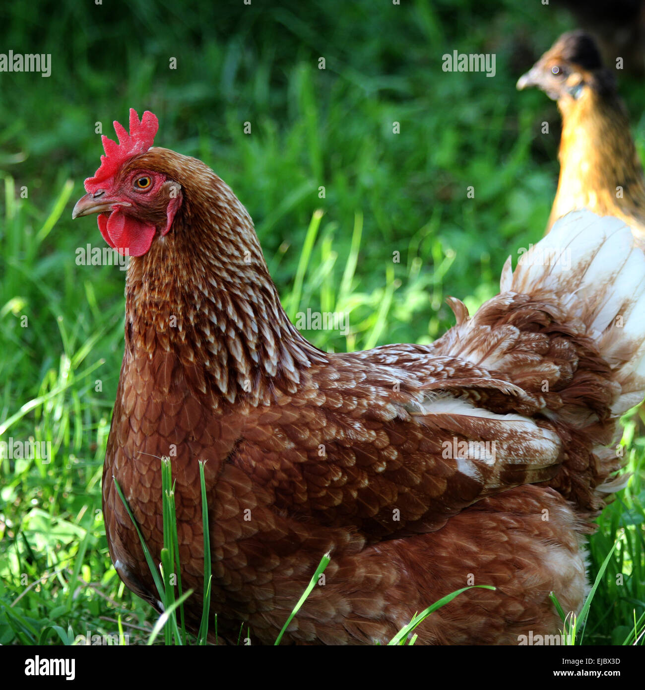 Bankivahuhn hi-res stock photography and images - Alamy