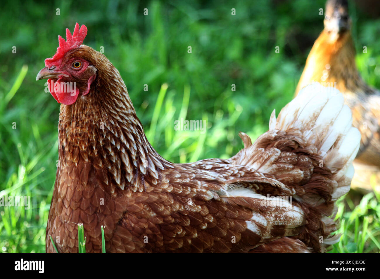 Kammhühner hi-res stock photography and images - Alamy