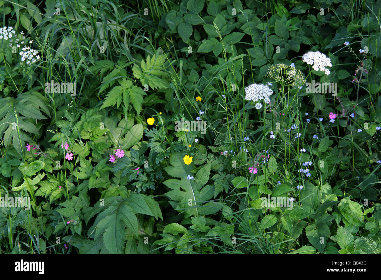 Edge flowers hi-res stock photography and images - Alamy