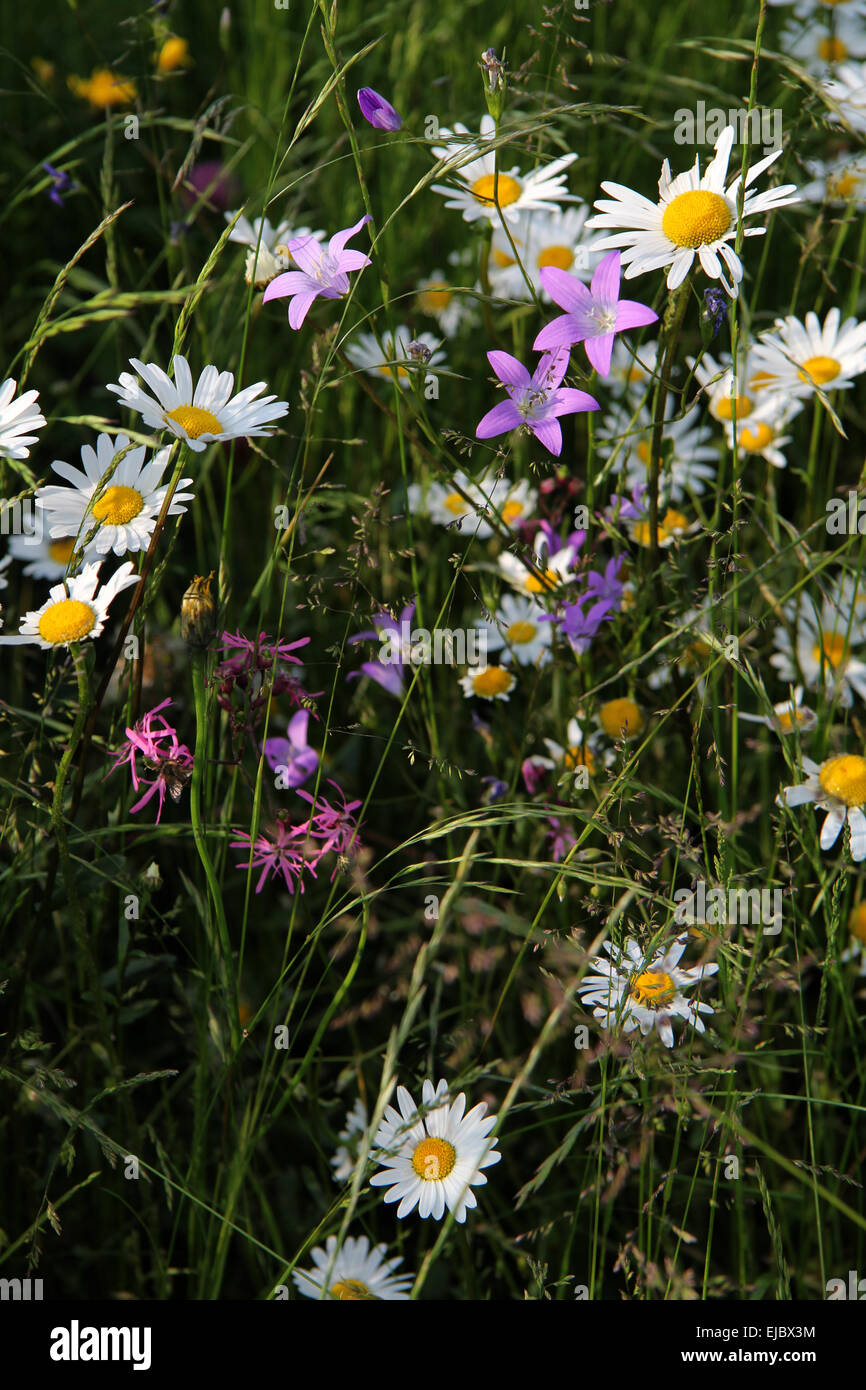 Pink oxeye daisy flowers hi-res stock photography and images - Alamy