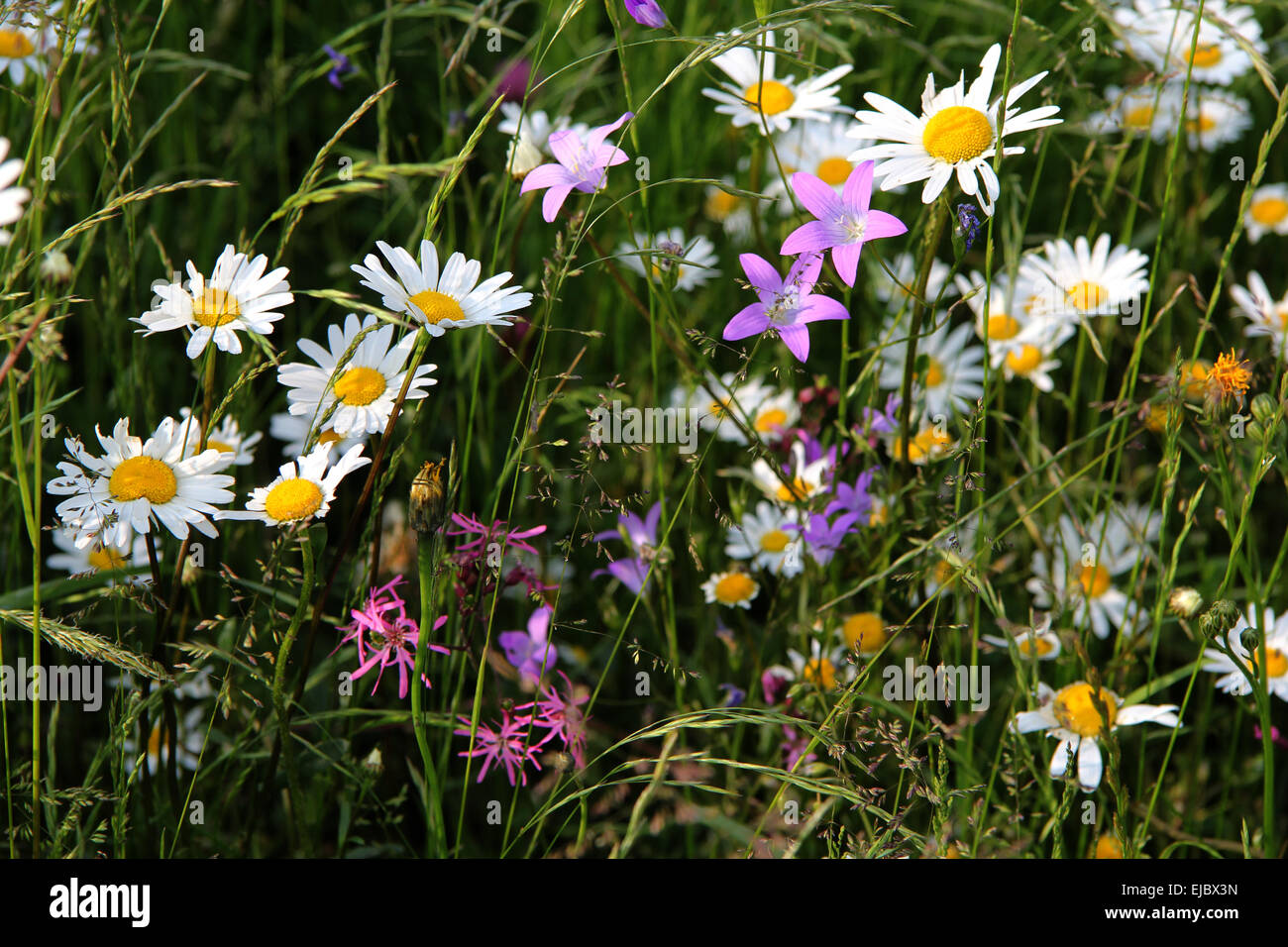 Ox-eye daisy, oxeye daisy Stock Photo - Alamy