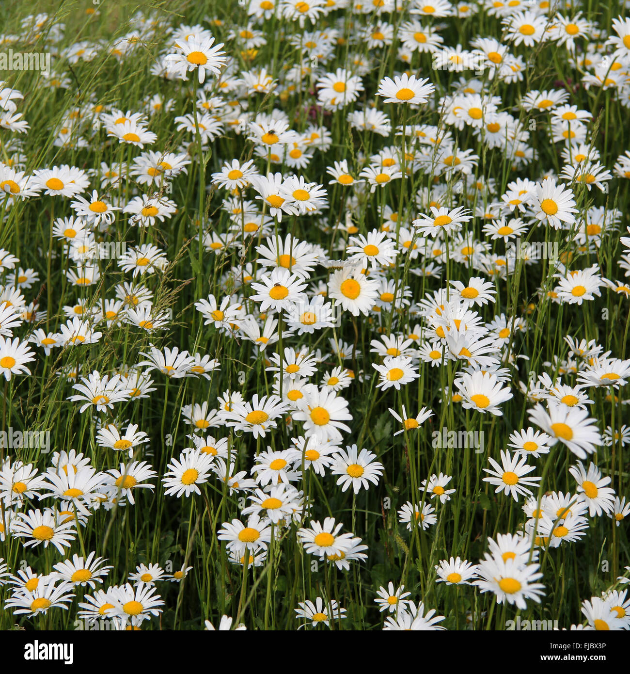 Ox eye oxeye hi-res stock photography and images - Alamy