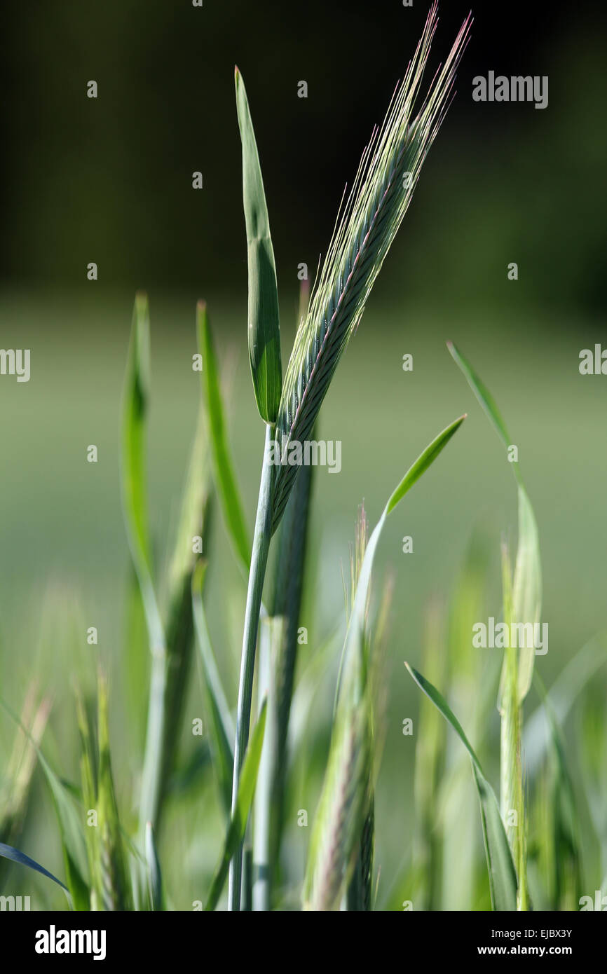 Rye cover hi-res stock photography and images - Alamy