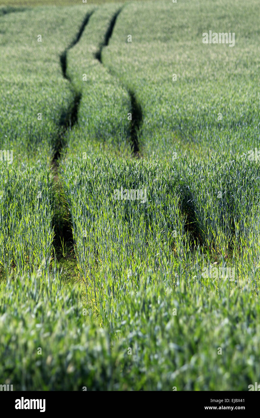 Rye cover hi-res stock photography and images - Alamy