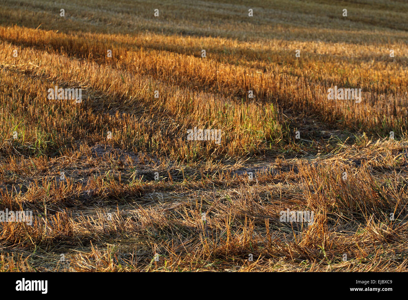 Agriculture field photos hi-res stock photography and images - Alamy