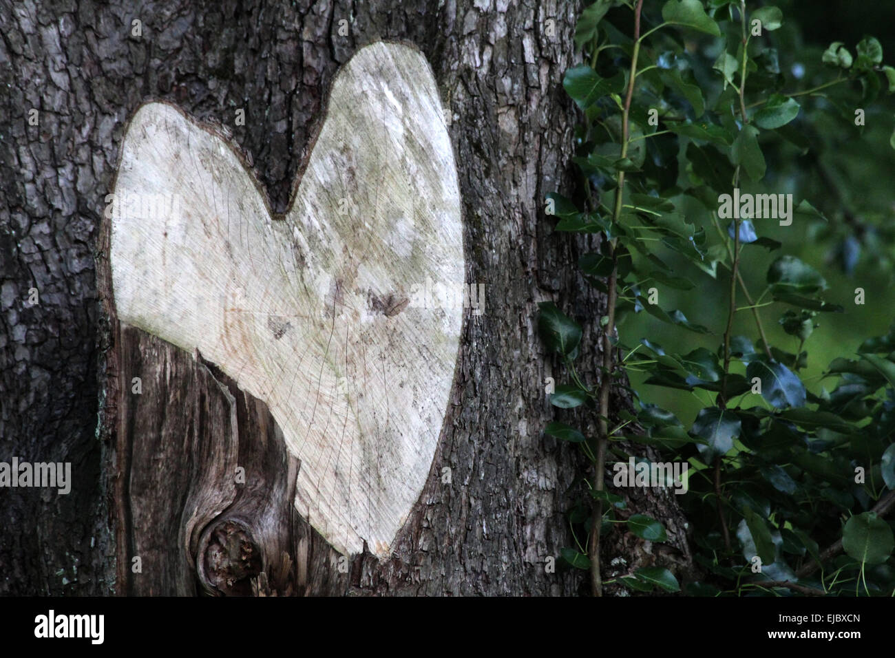 Book on trunk hi-res stock photography and images - Alamy