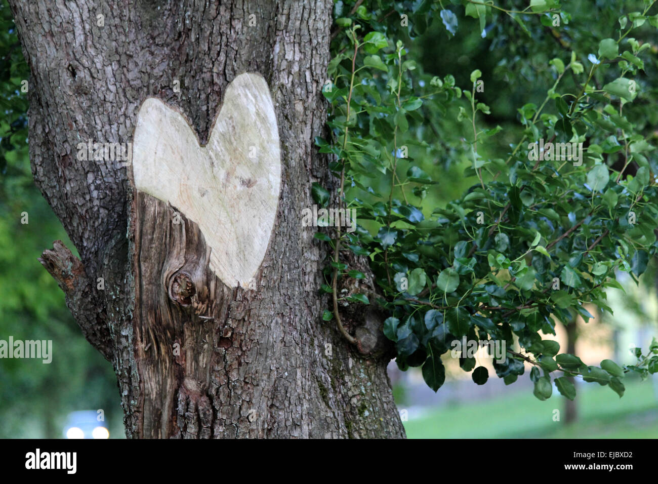 Heart tree hi-res stock photography and images - Alamy