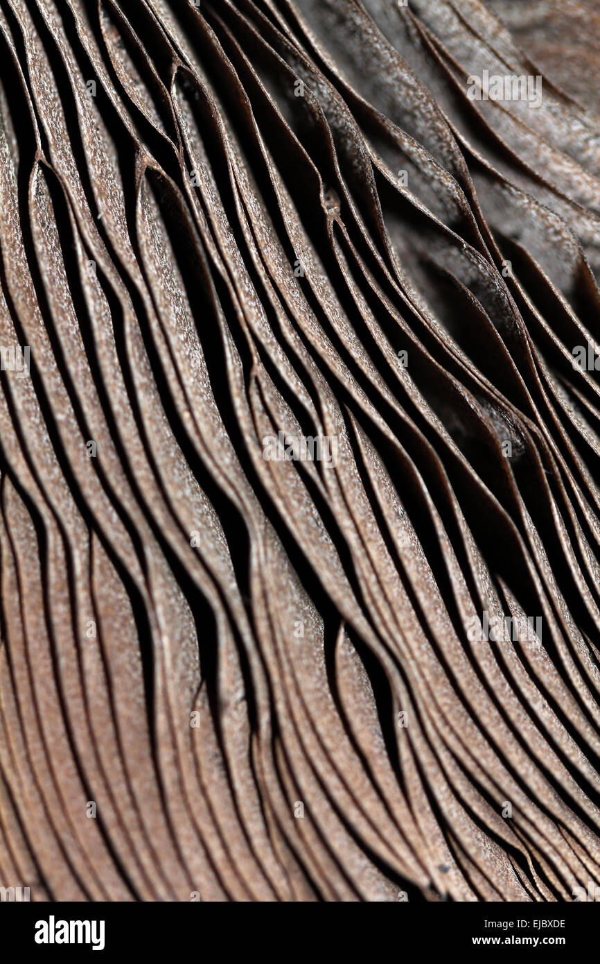 Lamellae Parasol Mushroom Stock Photo - Alamy
