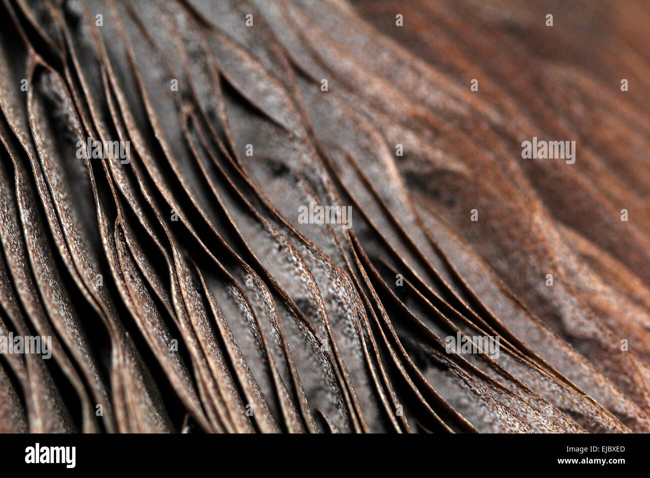 Lamellae Parasol Mushroom Stock Photo - Alamy