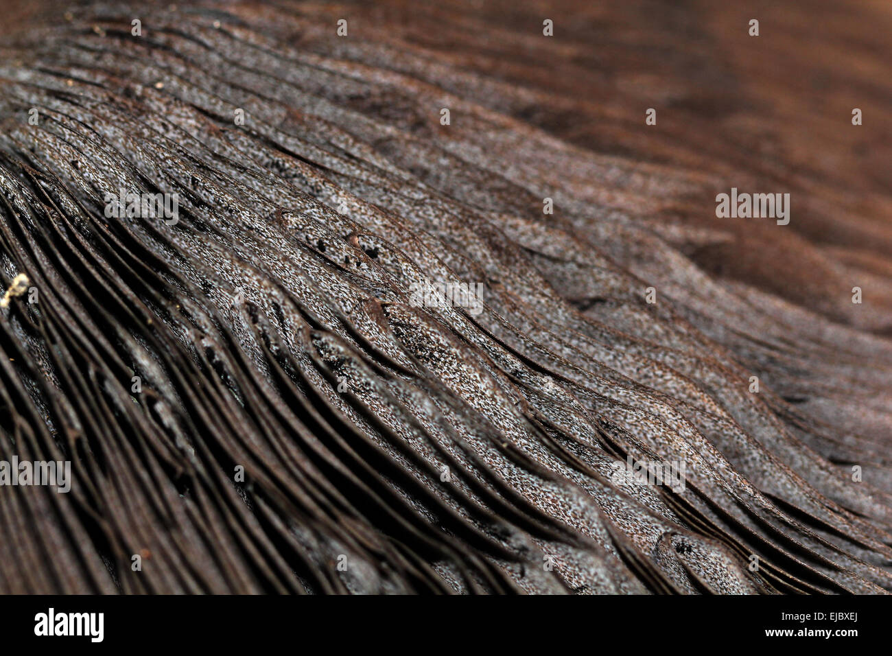 Lamellae hi-res stock photography and images - Alamy