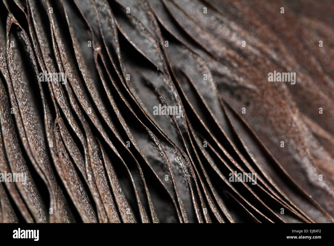Lamellae Parasol Mushroom Stock Photo - Alamy