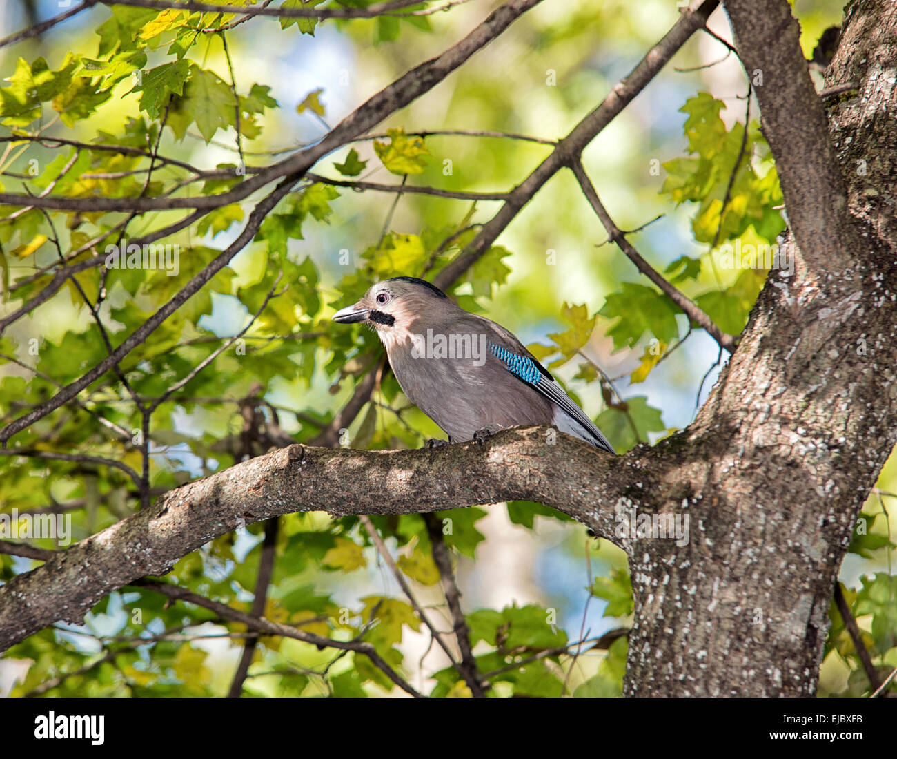 Blue jay on tree limb hi-res stock photography and images - Alamy