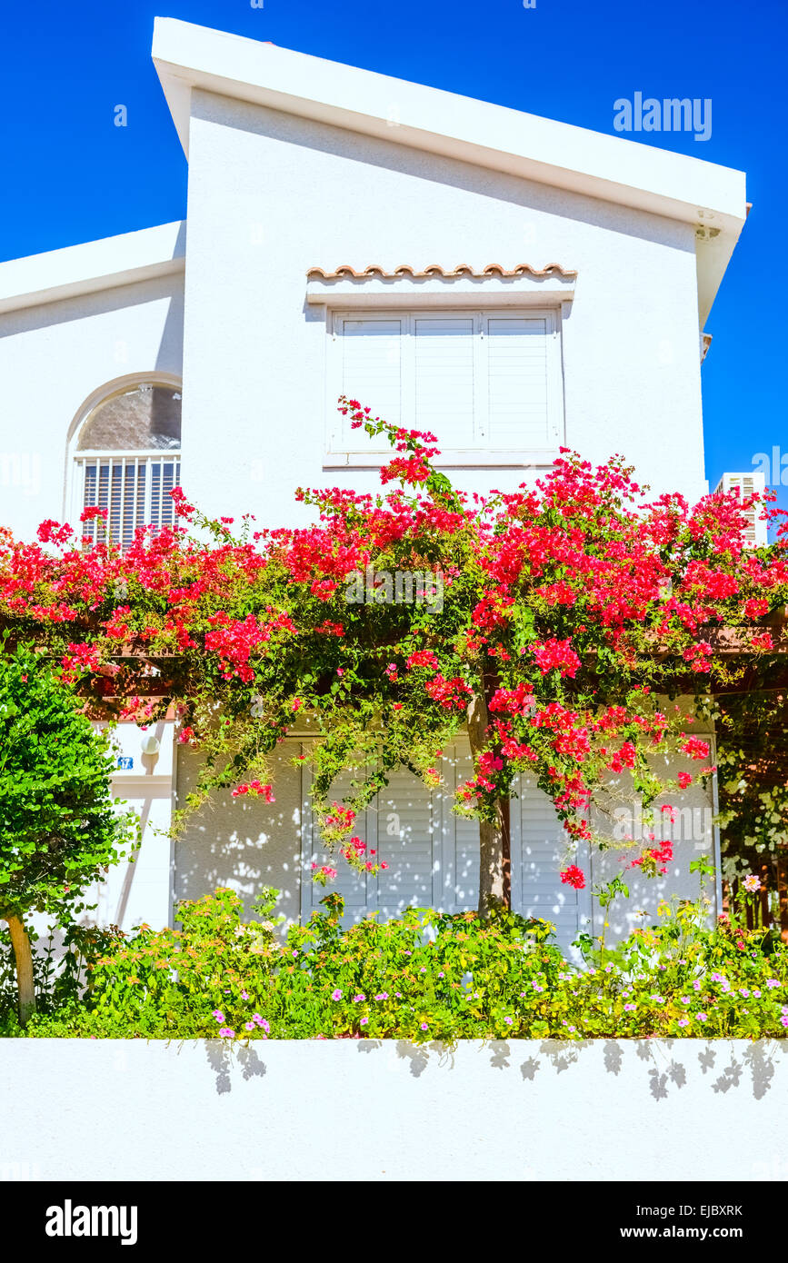 House flower bloom Stock Photo - Alamy
