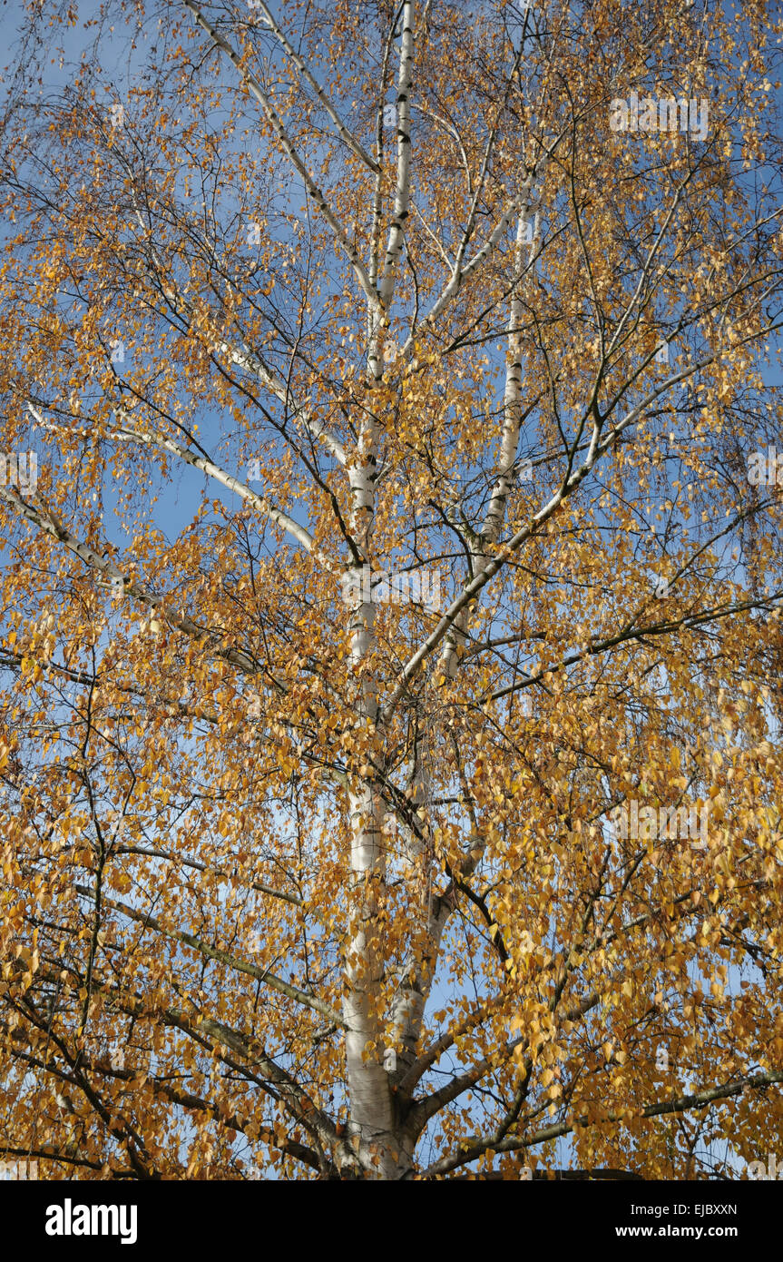 Silberbirke hi-res stock photography and images - Alamy