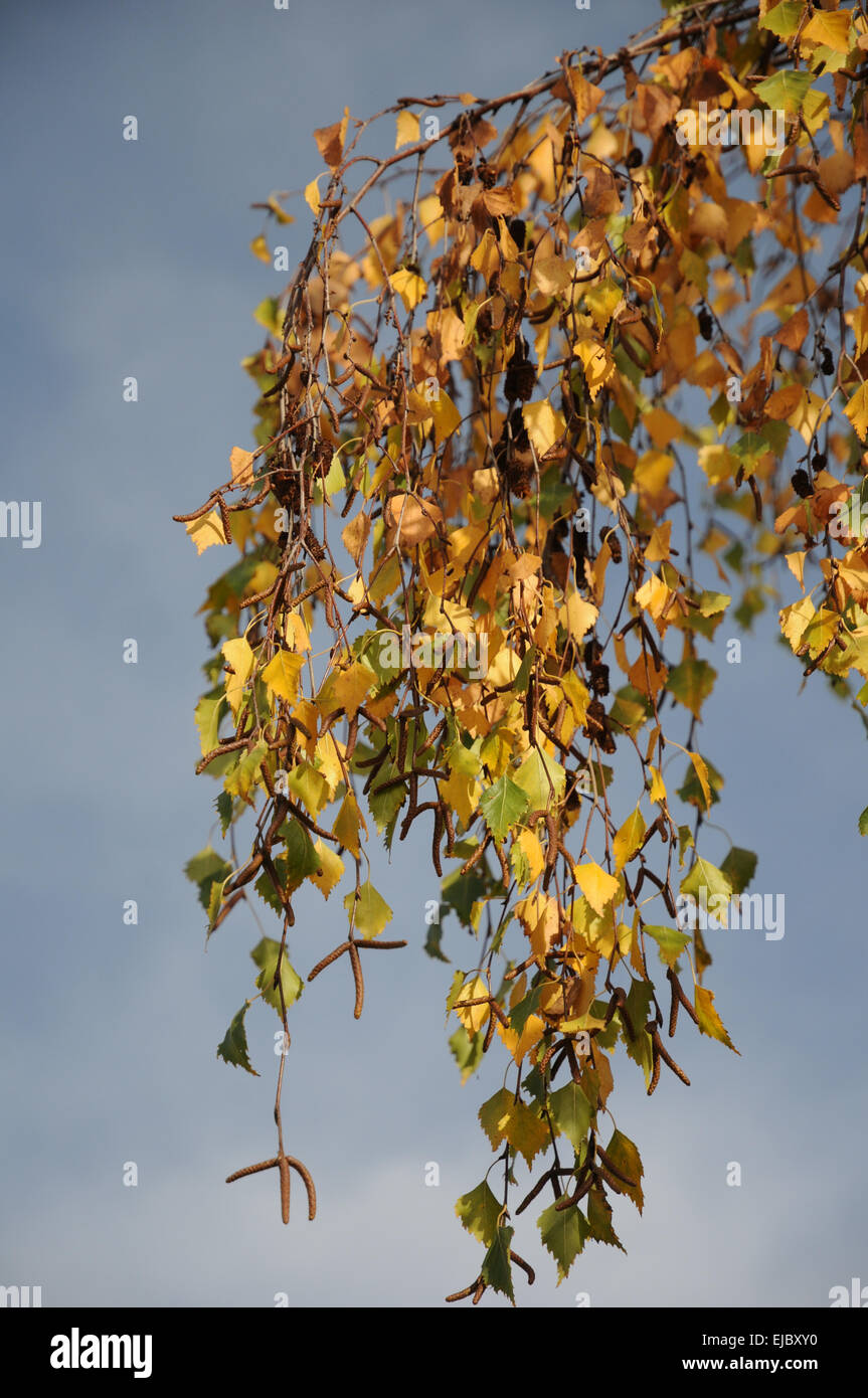 Silver birch tree flower catkin hi-res stock photography and images - Alamy