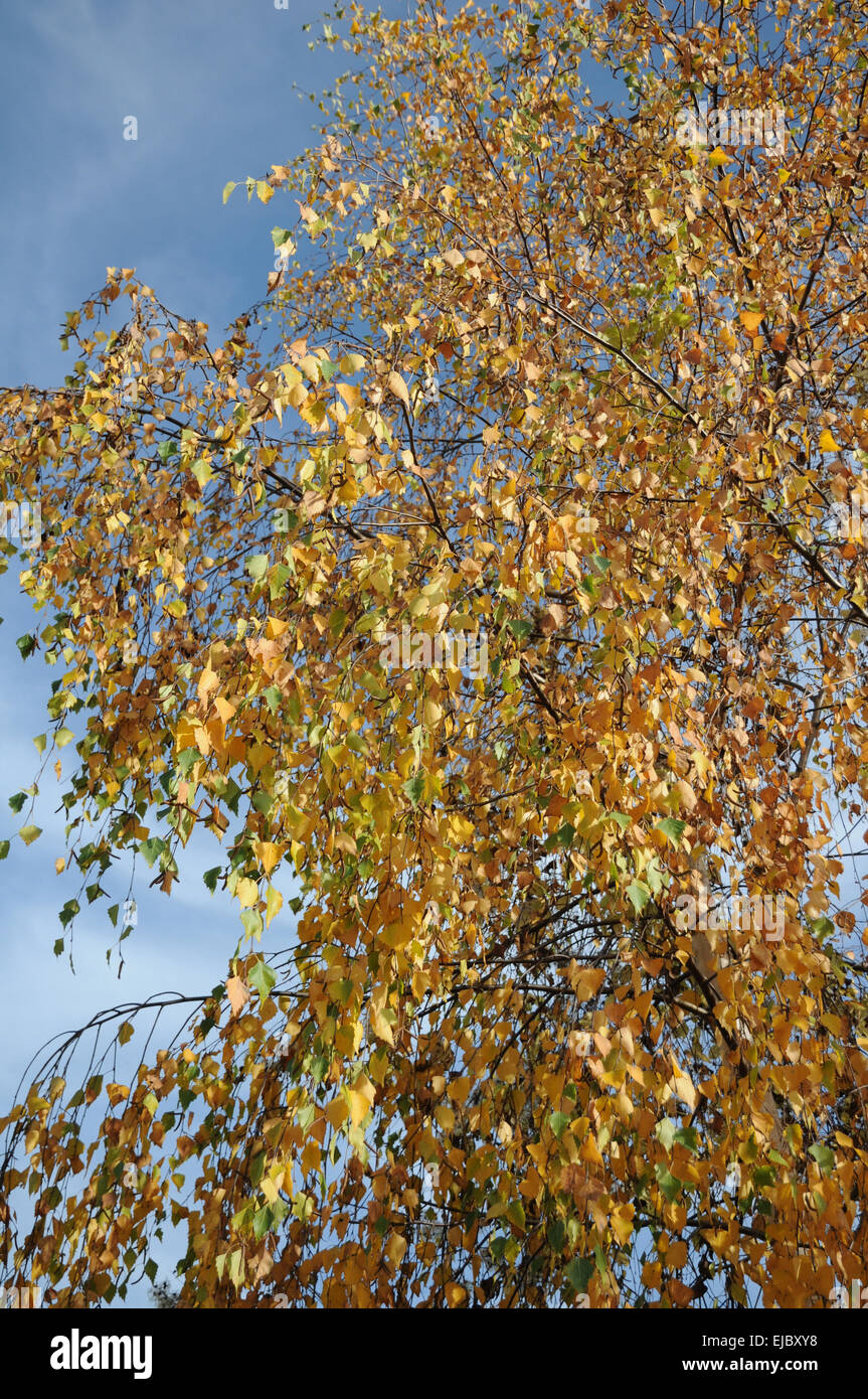 Silberbirke hi-res stock photography and images - Alamy