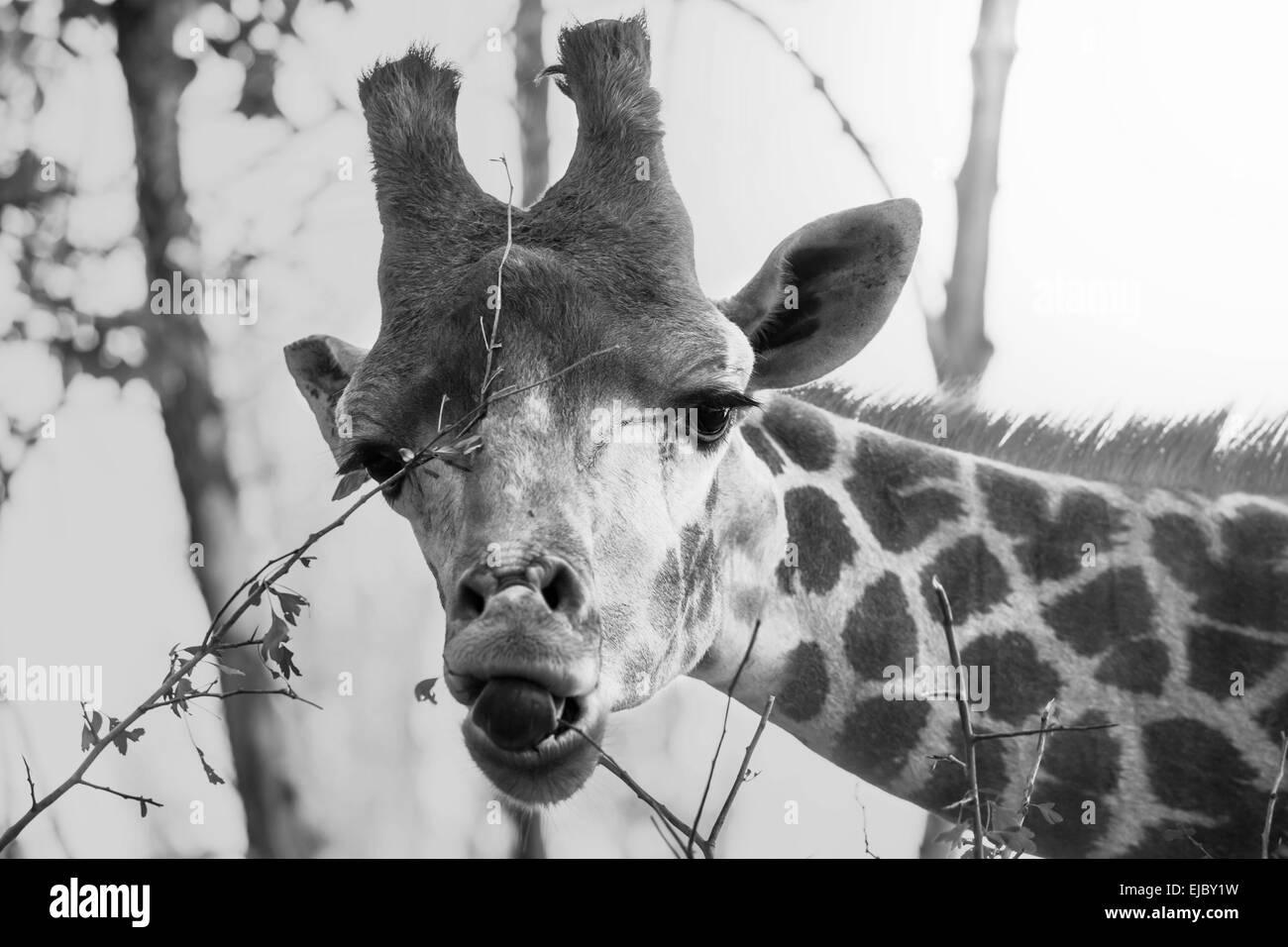 Bull giraffe Black and White Stock Photos & Images - Alamy